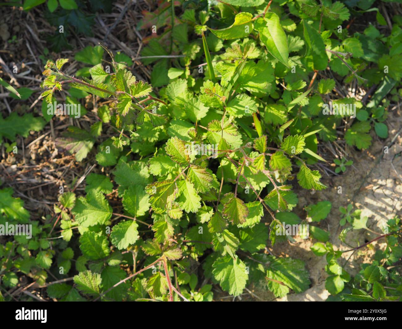 small-leaf bramble (Rubus parvifolius) Plantae Stock Photo - Alamy