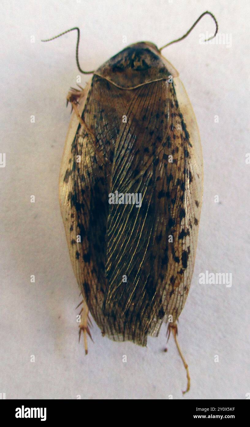 (Pseudocalolampra pardalina) Insecta Stock Photo - Alamy