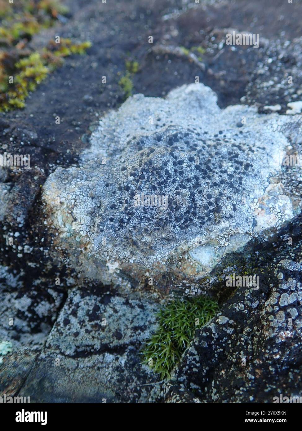 Tile Lichen (Lecidea tessellata) Fungi Stock Photo - Alamy