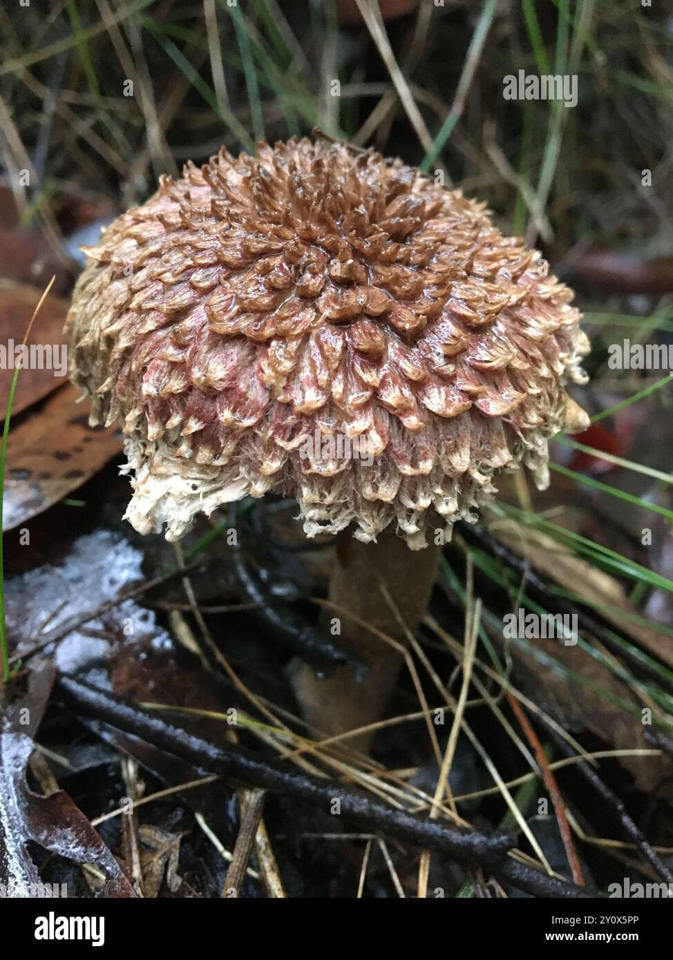 Boletellus emodensis hi-res stock photography and images - Alamy