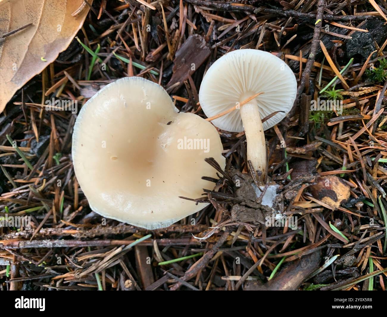 Fragrant Funnel (Clitocybe fragrans) Fungi Stock Photo - Alamy
