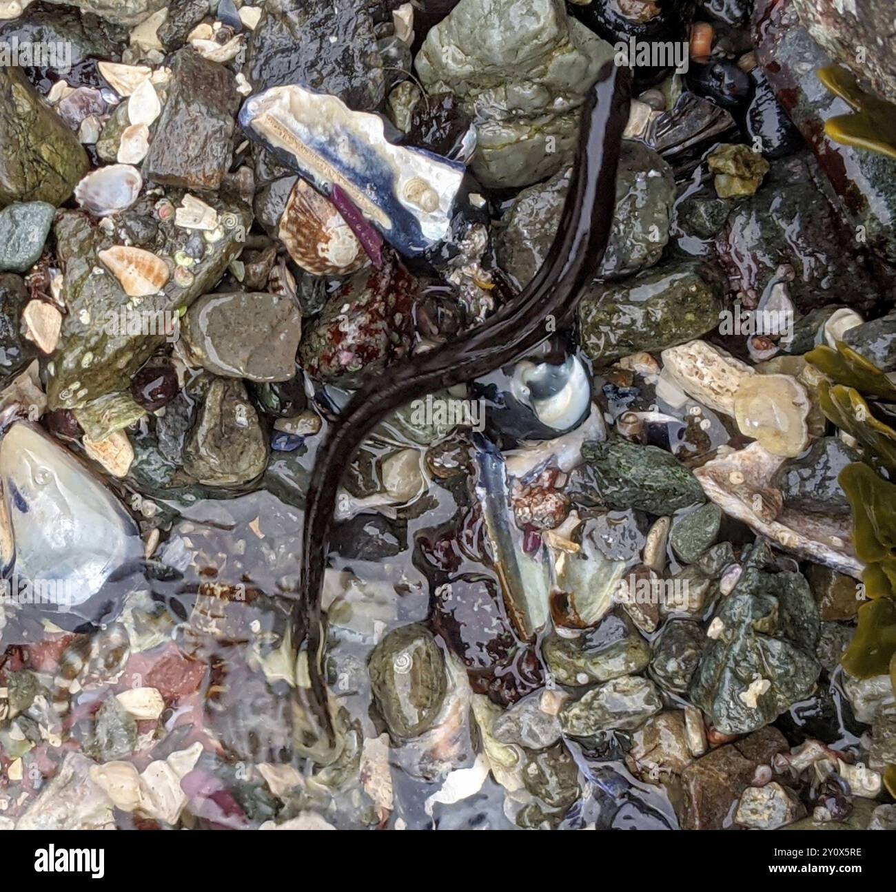 Black Prickleback (Xiphister atropurpureus) Actinopterygii Stock Photo ...