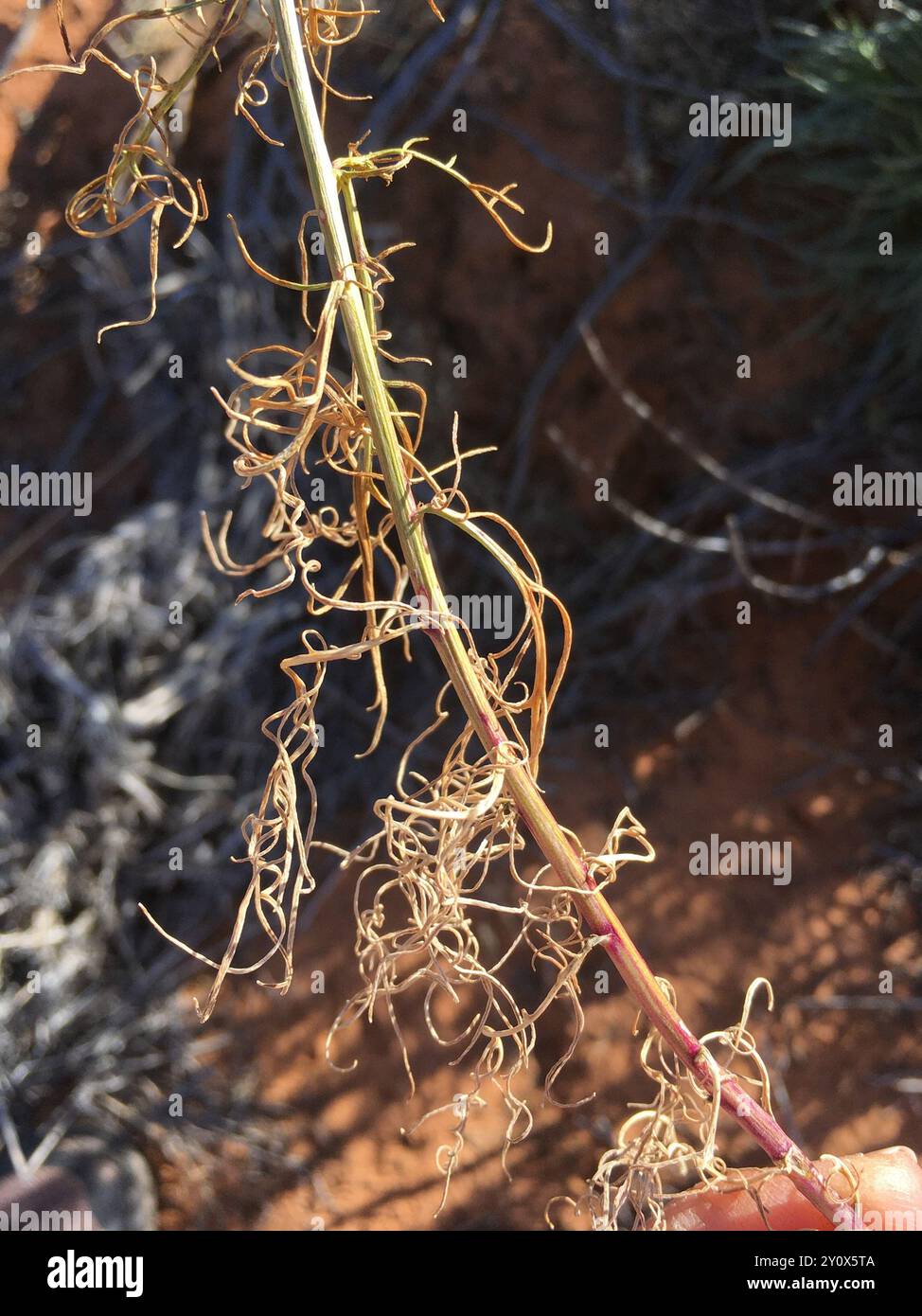 Riddell's ragwort (Senecio riddellii) Plantae Stock Photo - Alamy