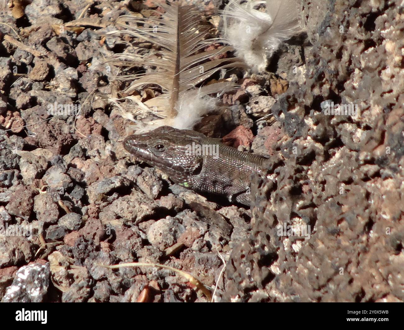 Atlantic Lizard (Gallotia atlantica) Reptilia Stock Photo - Alamy