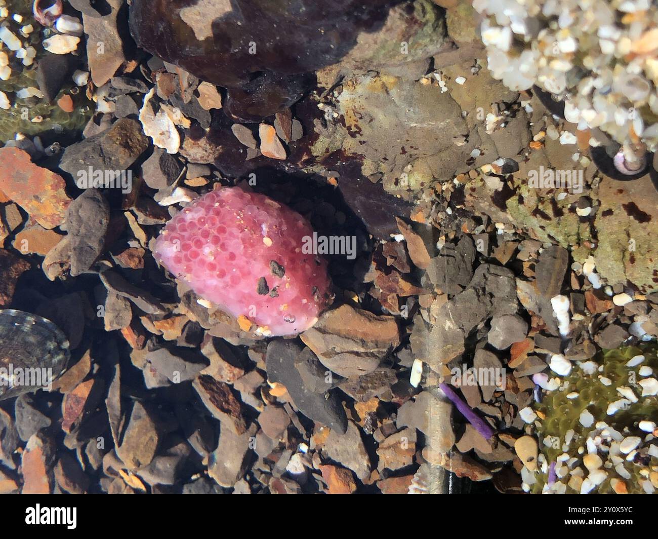 Ray-finned Fishes (Actinopterygii) Actinopterygii Stock Photo - Alamy