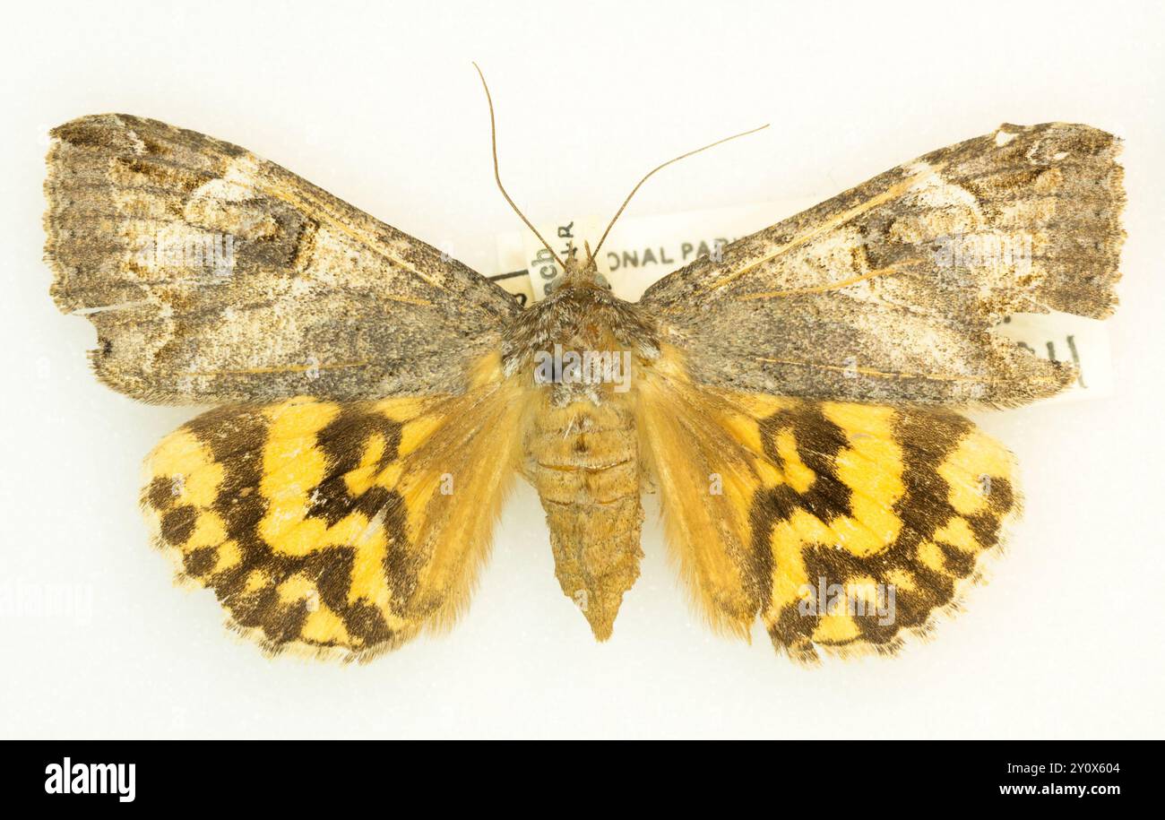 Locust Underwing (Euparthenos nubilis) Insecta Stock Photo - Alamy