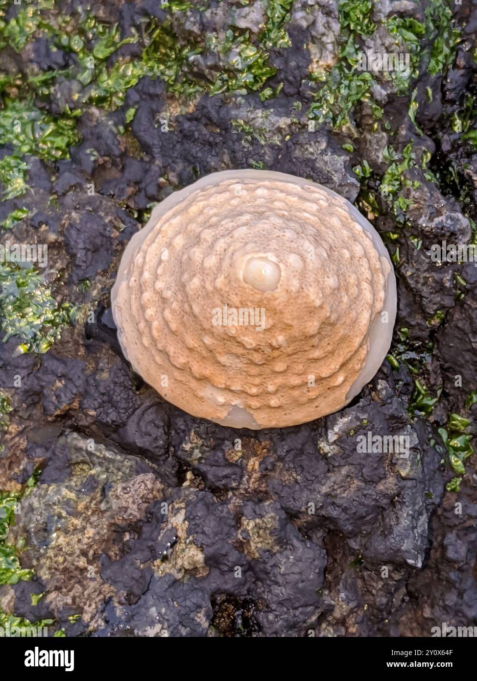 Whitecap Limpet (Acmaea mitra) Mollusca Stock Photo - Alamy