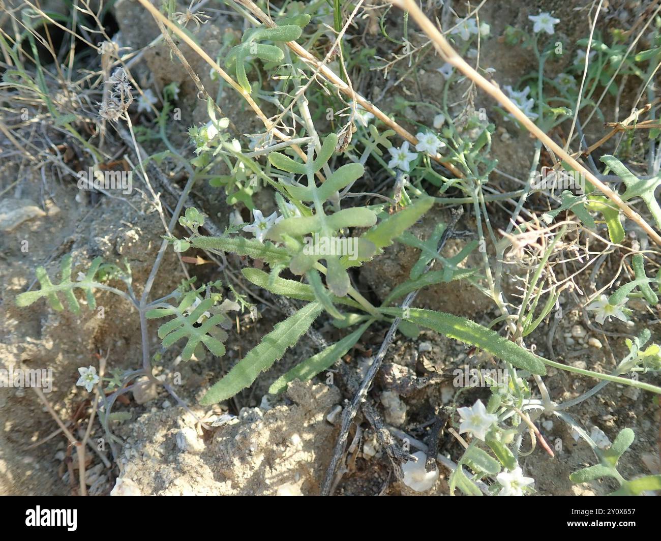 white fiesta flower (Pholistoma membranaceum) Plantae Stock Photo - Alamy