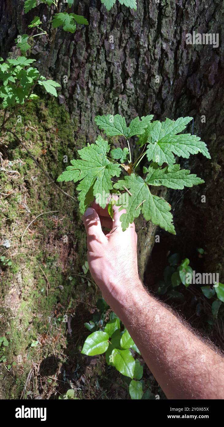 Trailing Blackcurrant (Ribes laxiflorum) Plantae Stock Photo - Alamy