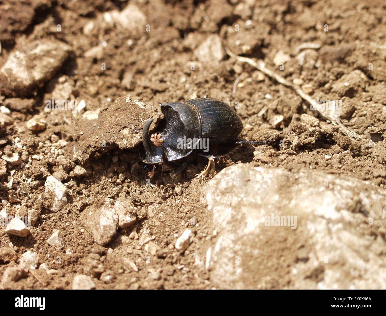 Spanish Dung Beetle (Copris hispanus) Insecta Stock Photo - Alamy