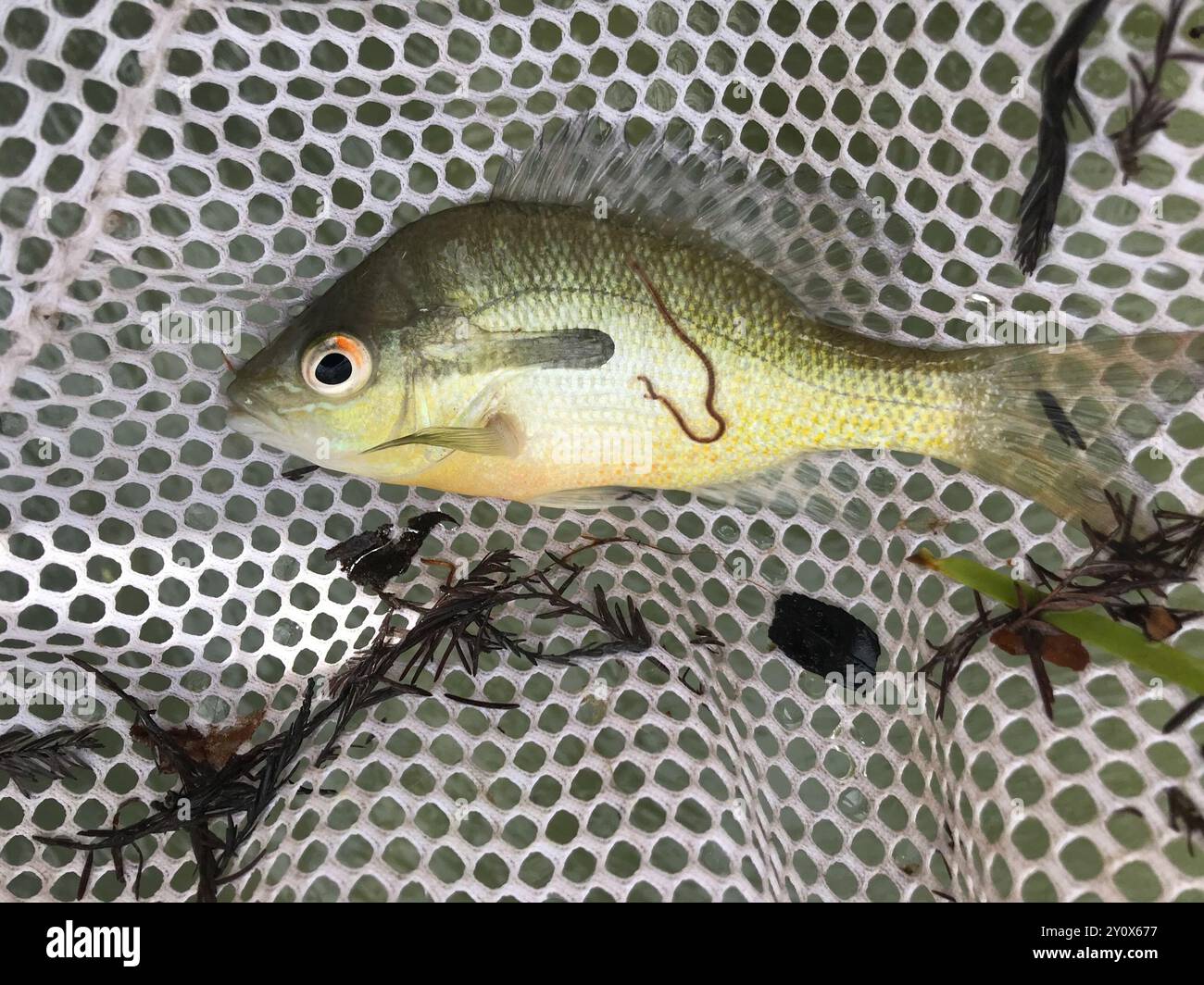 Redbreast Sunfish (Lepomis auritus) Actinopterygii Stock Photo - Alamy