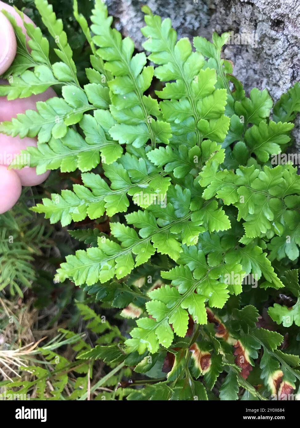 leatherleaf fern (Rumohra adiantiformis) Plantae Stock Photo - Alamy