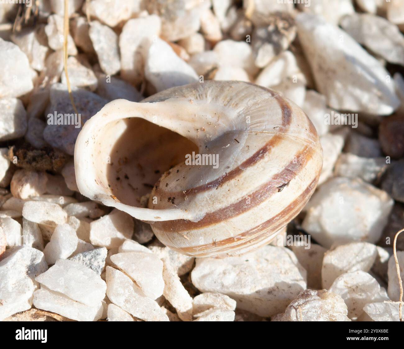 Chocolate-band Snail (Eobania vermiculata) Mollusca Stock Photo - Alamy