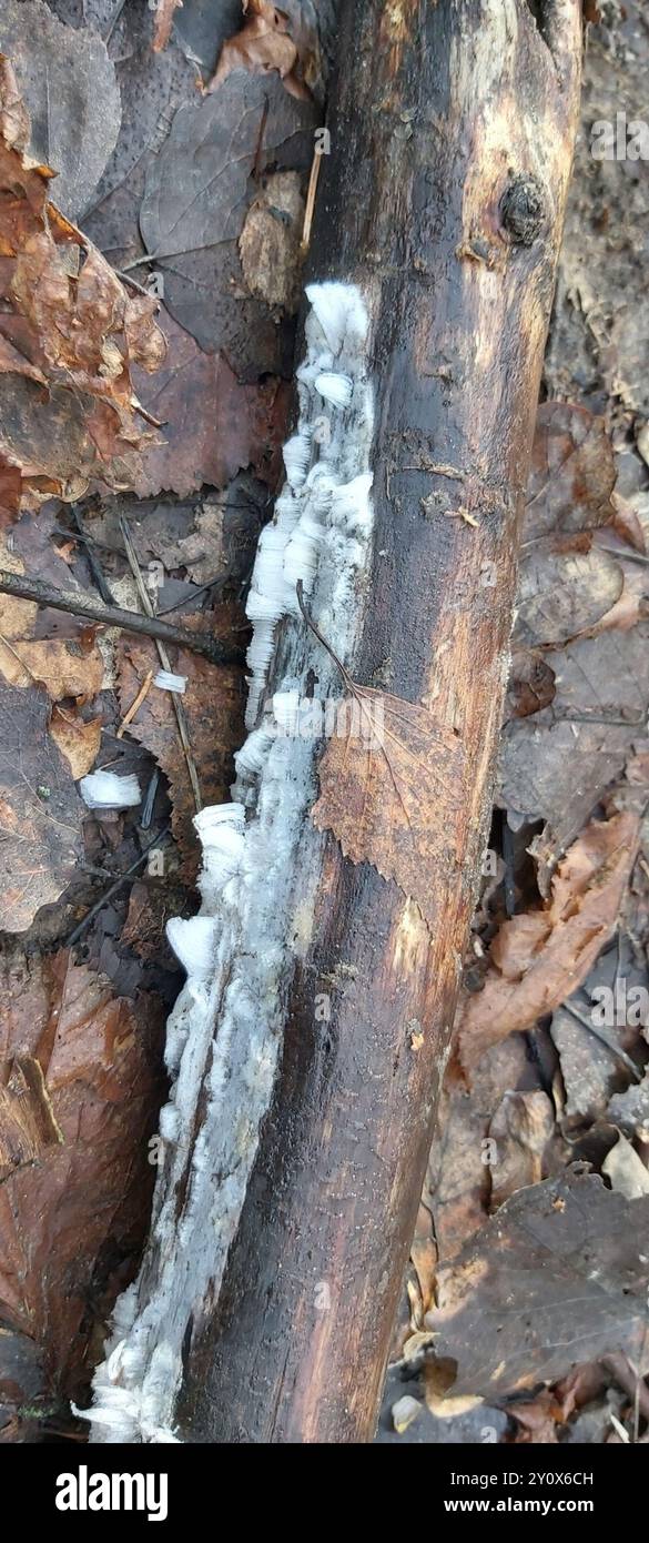 Hair Ice (Exidiopsis effusa) Fungi Stock Photo - Alamy