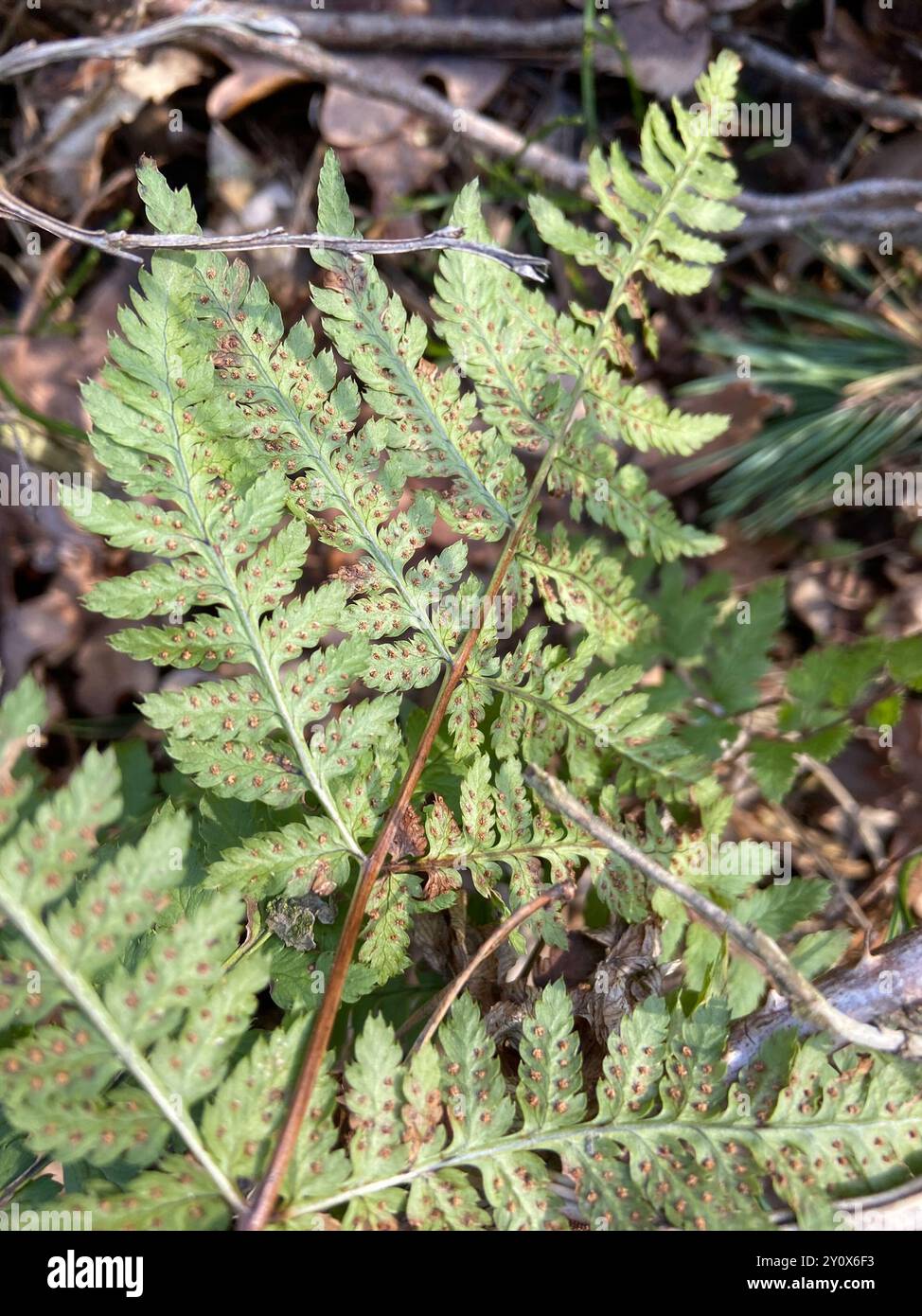 spinulose wood fern (Dryopteris carthusiana) Plantae Stock Photo - Alamy