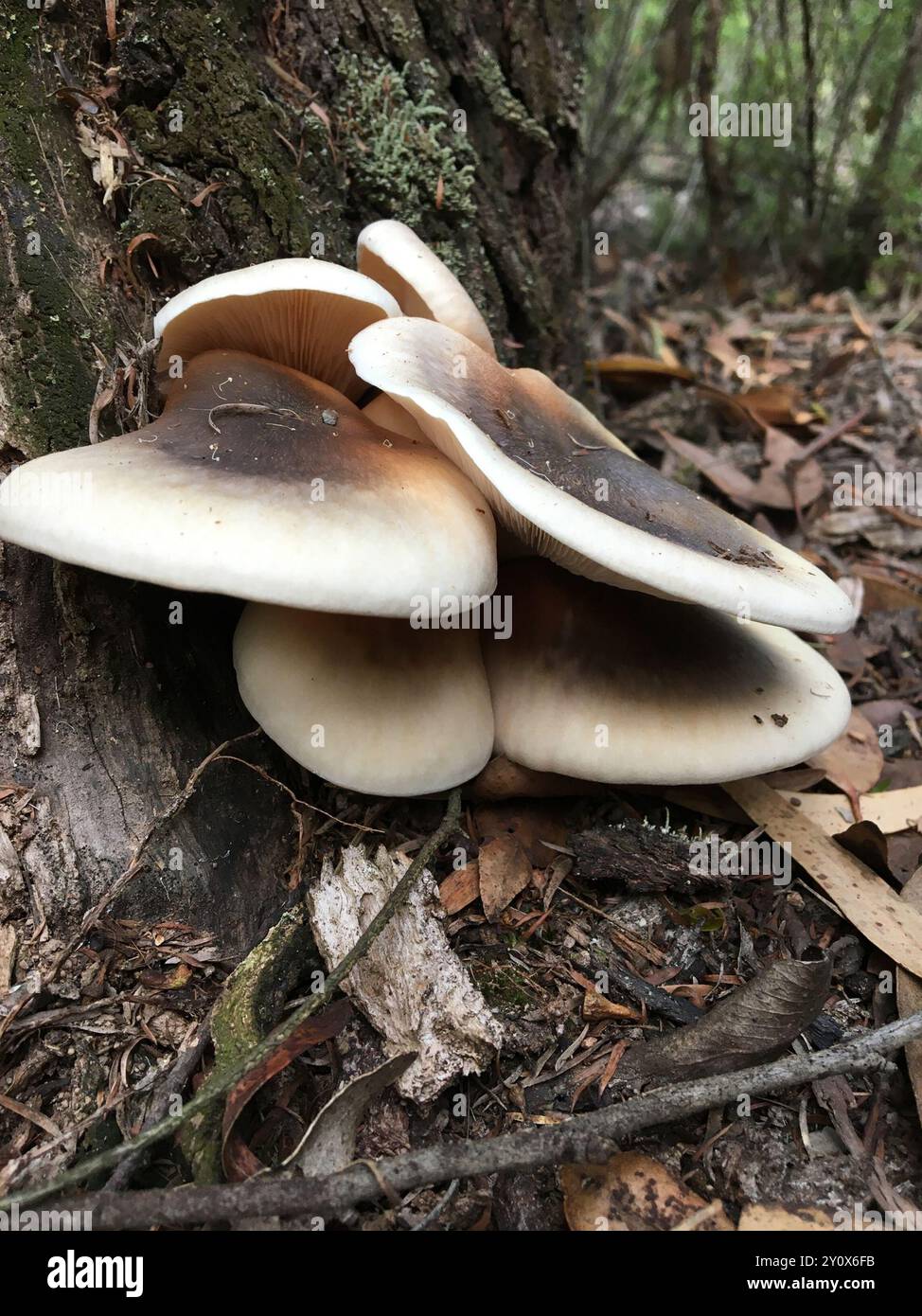 ghost fungus (Omphalotus nidiformis) Fungi Stock Photo - Alamy