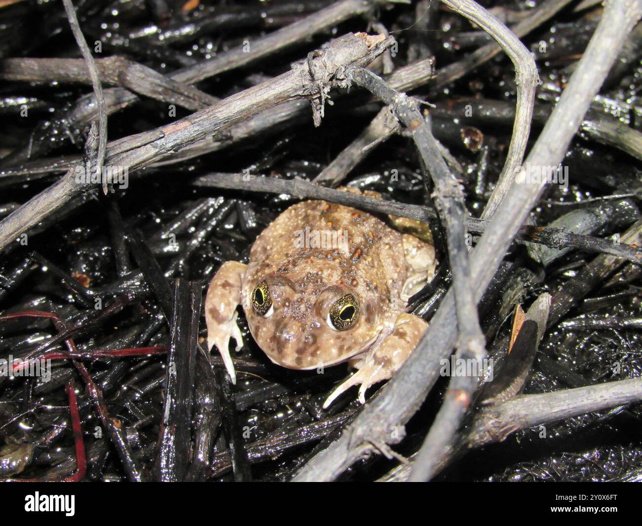 Cape sand frog (Tomopterna delalandii) Amphibia Stock Photo - Alamy
