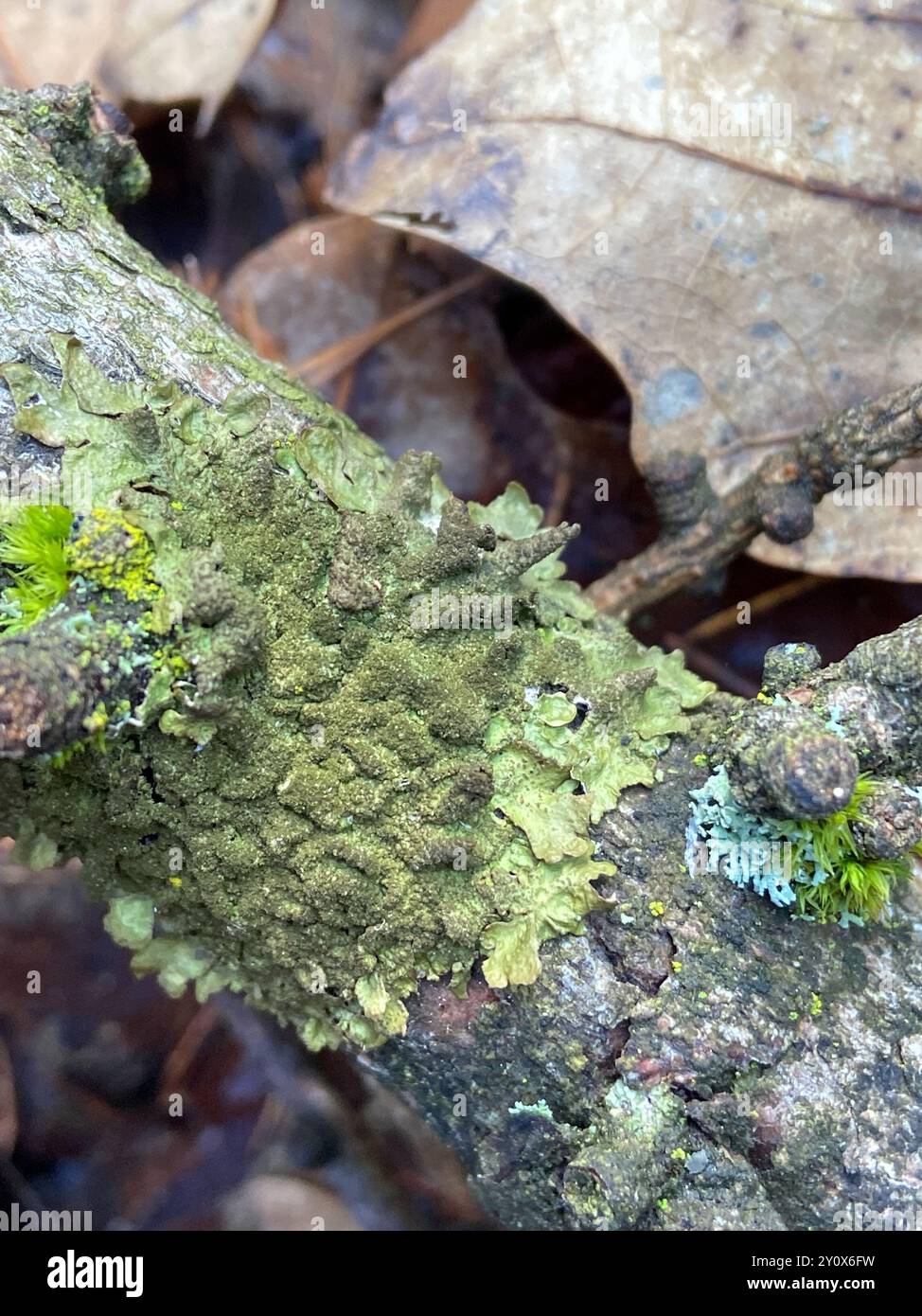 typical shield lichens (Parmelioideae) Fungi Stock Photo - Alamy