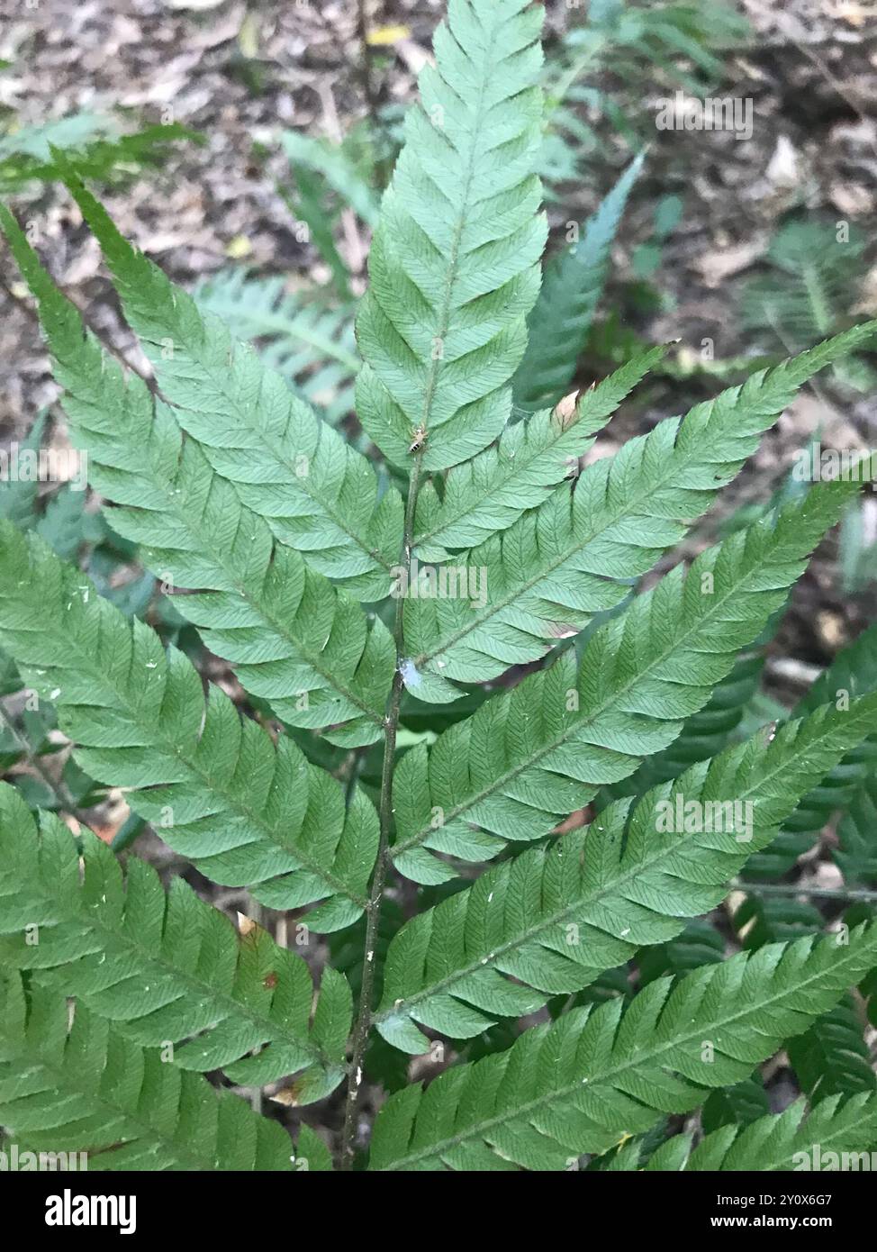 (Pteris deflexa) Plantae Stock Photo - Alamy