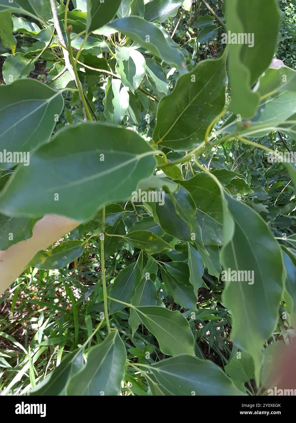 Camphor Tree (Cinnamomum camphora) Plantae Stock Photo - Alamy