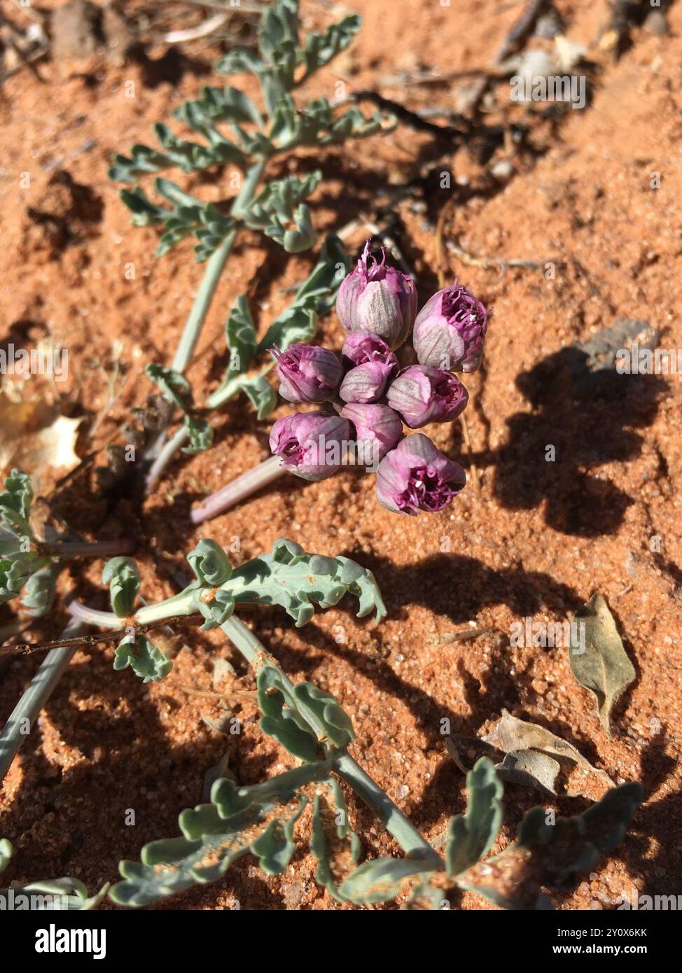 purple-nerve cymopterus (Vesper multinervatus) Plantae Stock Photo - Alamy