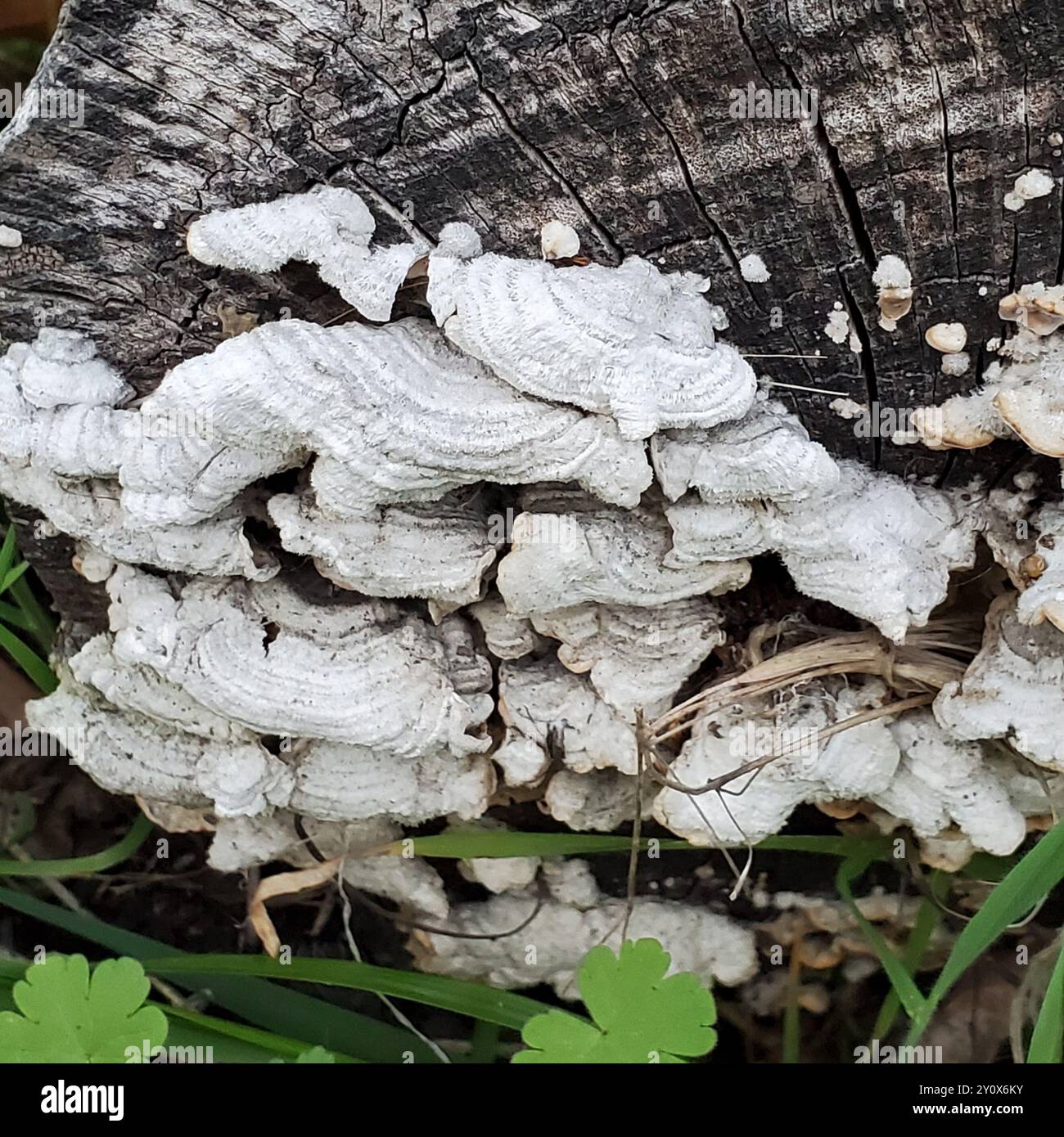 turkey-tail (Trametes versicolor) Fungi Stock Photo - Alamy