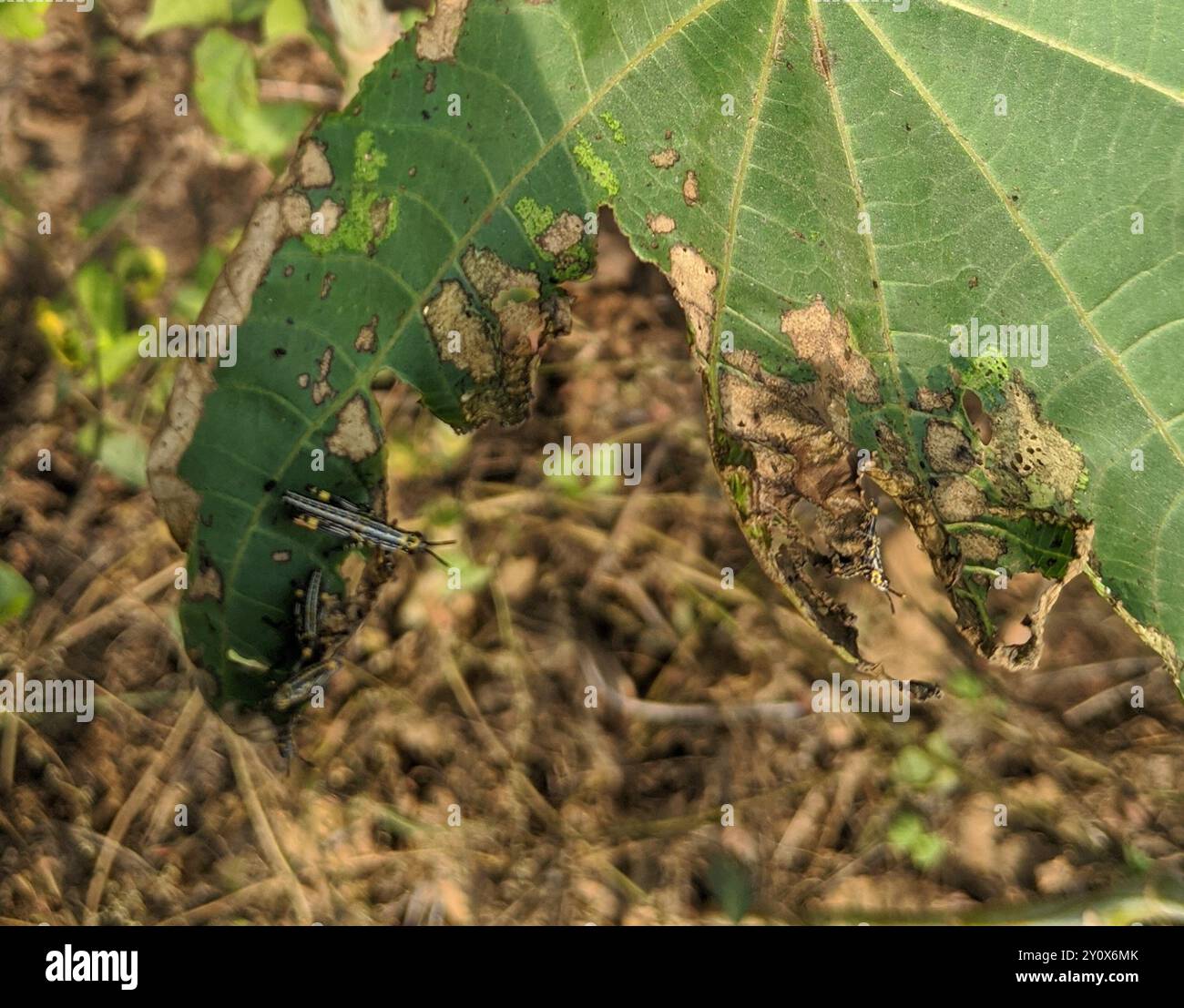 Variegated grasshopper (Zonocerus variegatus) Insecta Stock Photo - Alamy