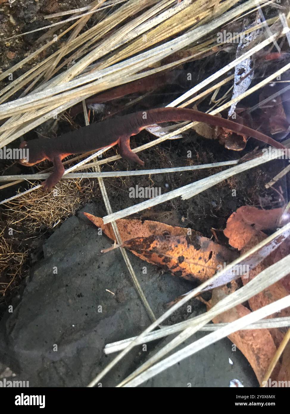 Sierra Newt (Taricha sierrae) Amphibia Stock Photo - Alamy