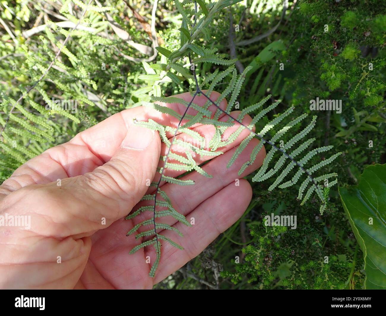 Coral Fern (Gleichenia polypodioides) Plantae Stock Photo - Alamy