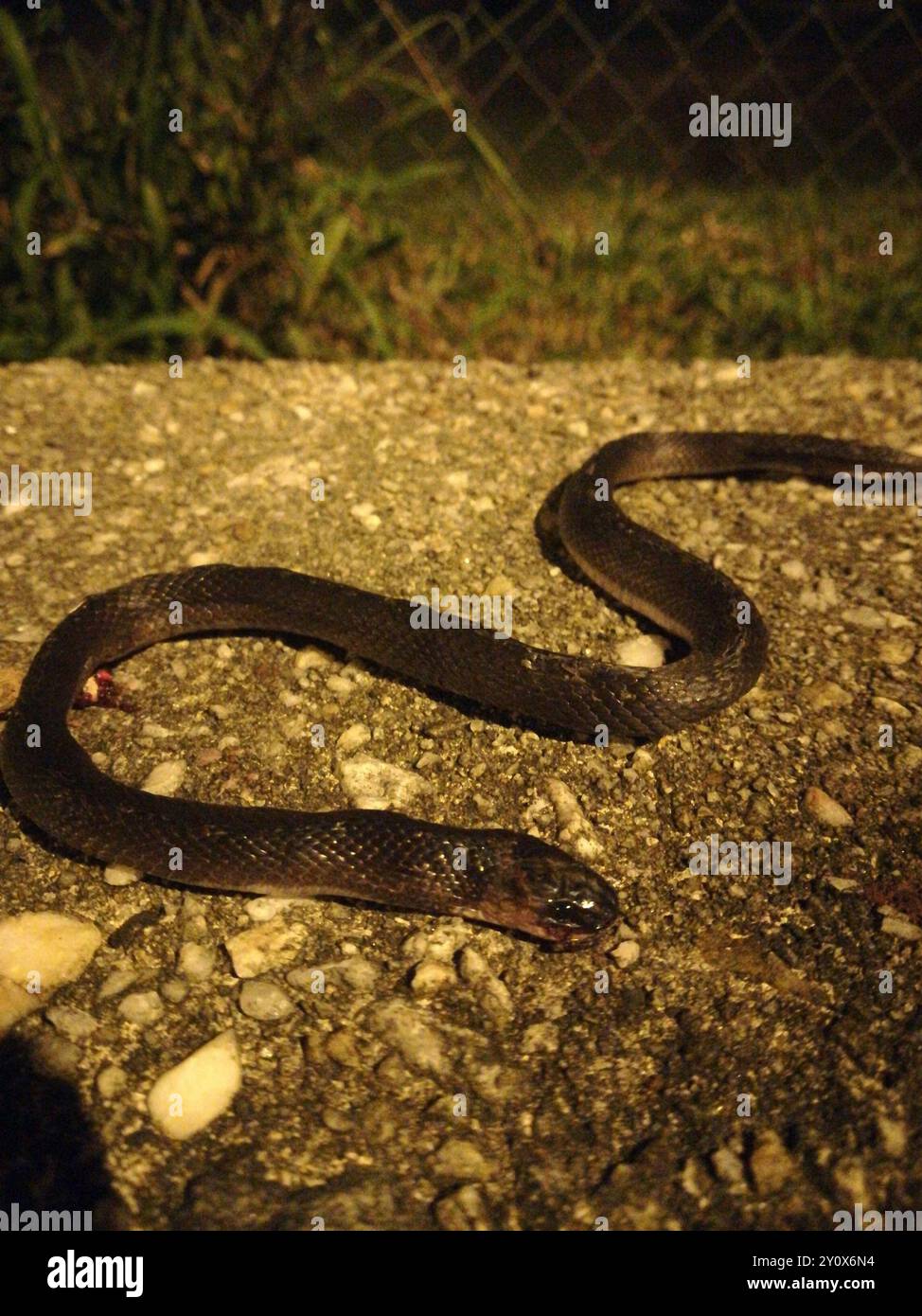 Hallowell's Coffee Snake (Ninia atrata) Reptilia Stock Photo - Alamy
