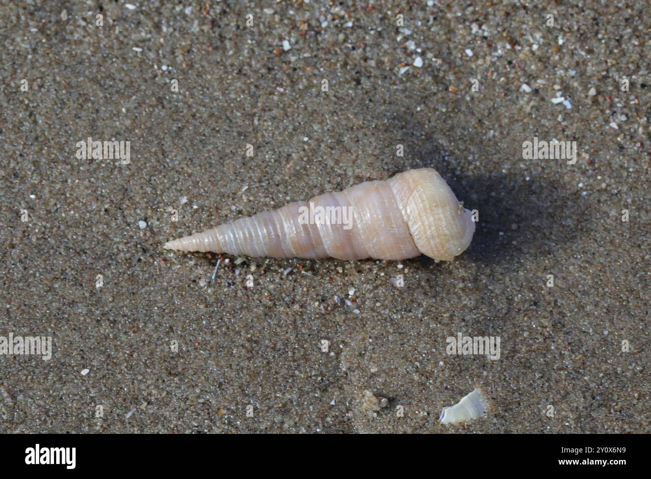 Common Tower Shell (Turritellinella tricarinata) Mollusca Stock Photo ...