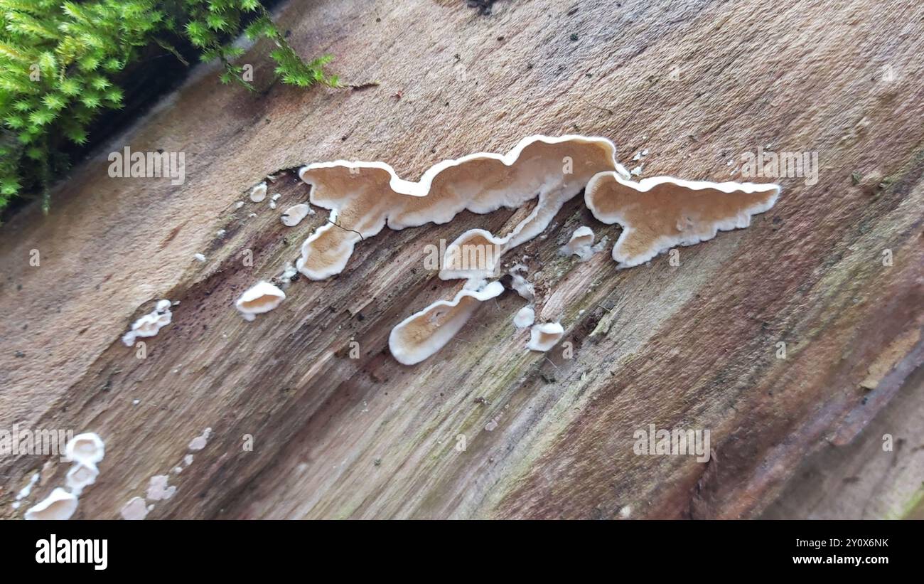 Basidiomycete Fungi (Basidiomycota) Fungi Stock Photo - Alamy