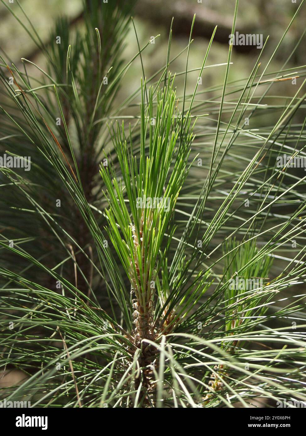 Canary Island pine (Pinus canariensis) Plantae Stock Photo - Alamy