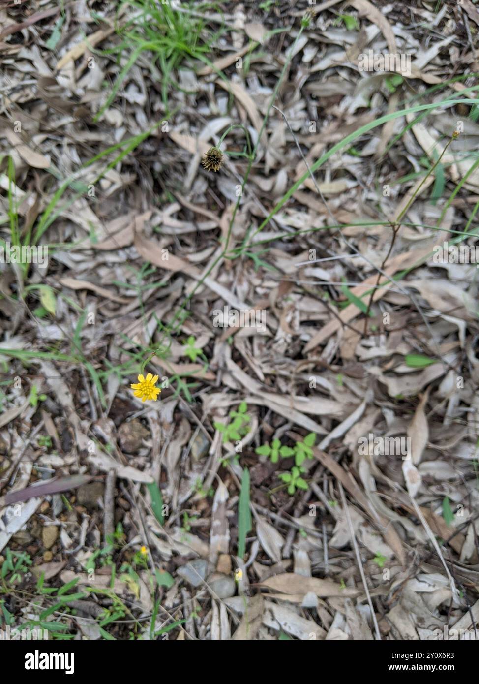 native cobbler's pegs (Glossocardia bidens) Plantae Stock Photo - Alamy