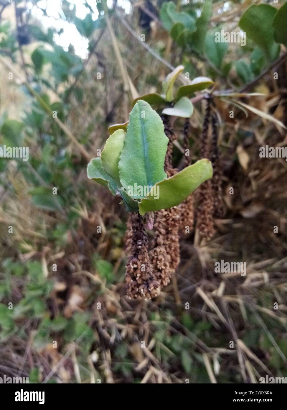 Ercilla spicata hi-res stock photography and images - Alamy