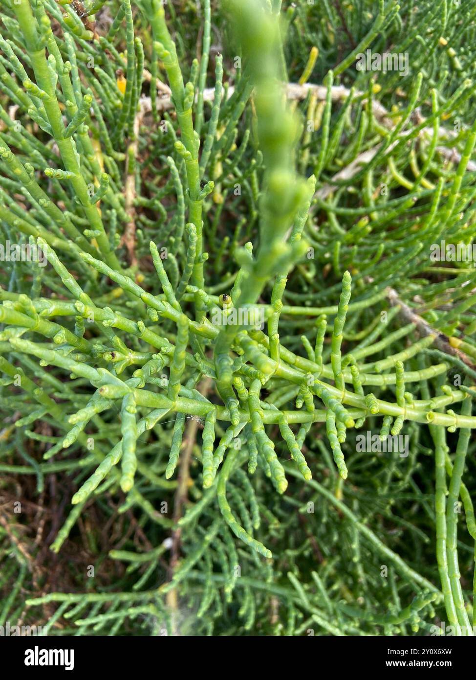 Glaucous Glasswort (Arthrocaulon macrostachyum) Plantae Stock Photo - Alamy