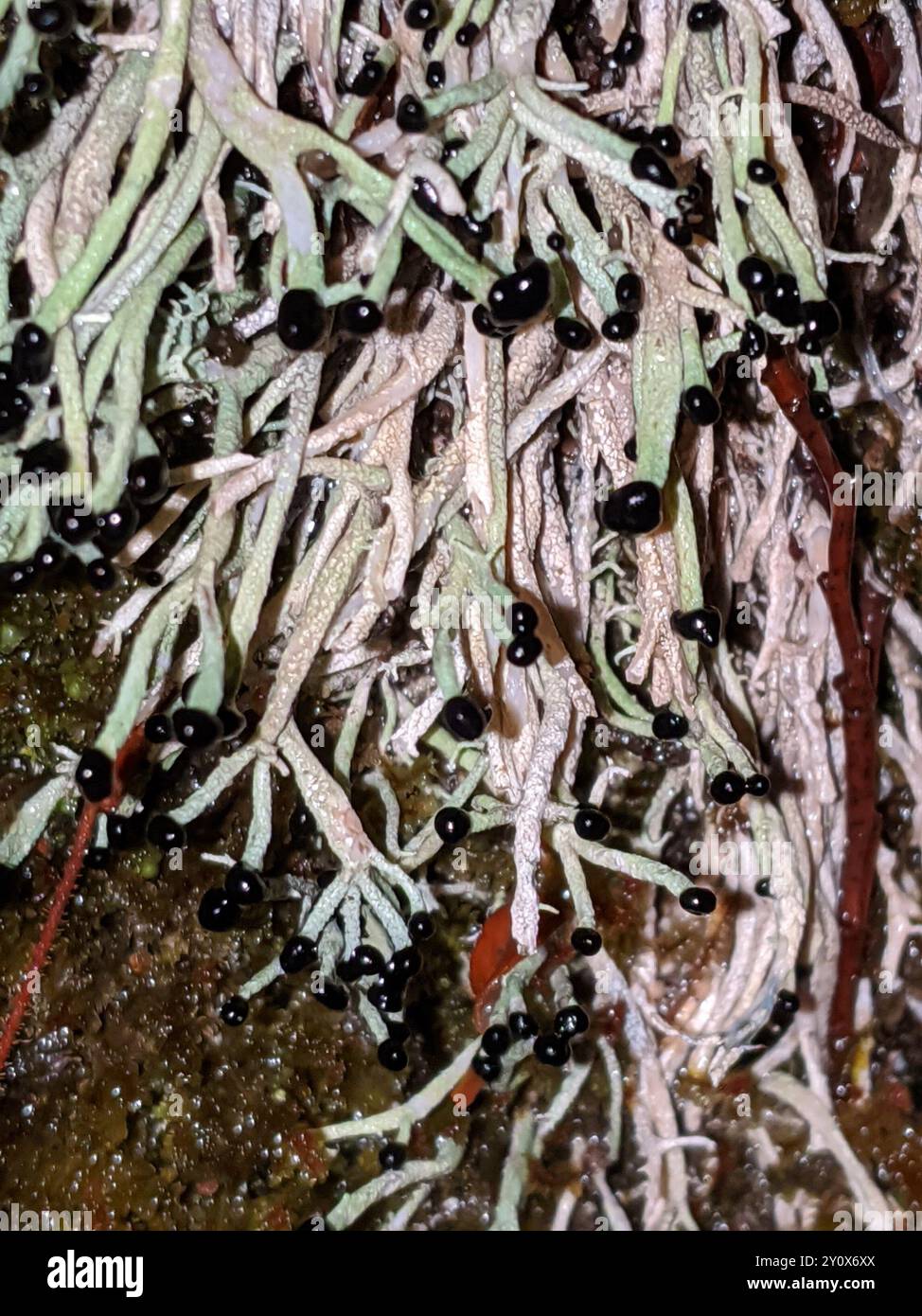 Devil's matchstick (Pilophorus acicularis) Fungi Stock Photo - Alamy