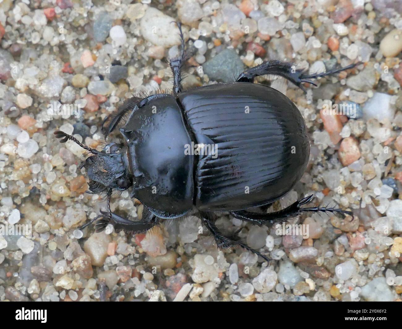 Minotaur Beetle (Typhaeus typhoeus) Insecta Stock Photo - Alamy
