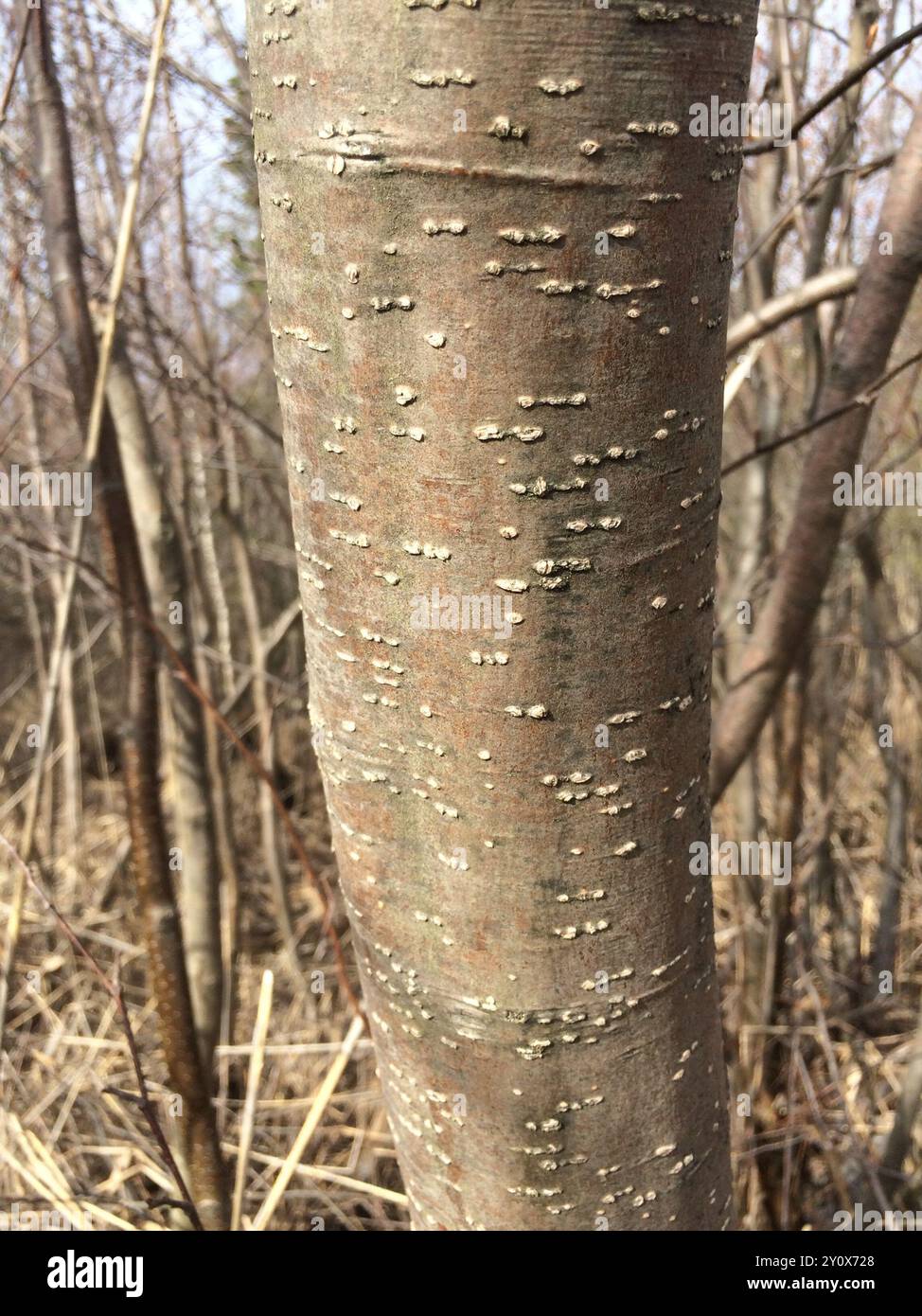 swamp alder (Alnus incana rugosa) Plantae Stock Photo - Alamy
