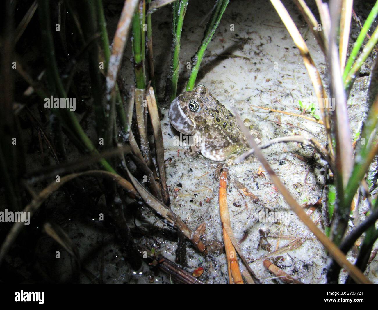 Cape sand frog (Tomopterna delalandii) Amphibia Stock Photo - Alamy
