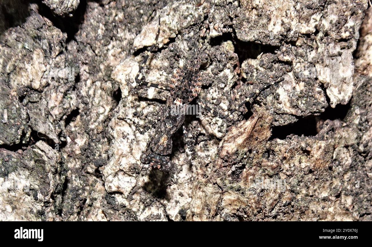 Boxer Bark Mantises (Paraoxypilus) Insecta Stock Photo - Alamy