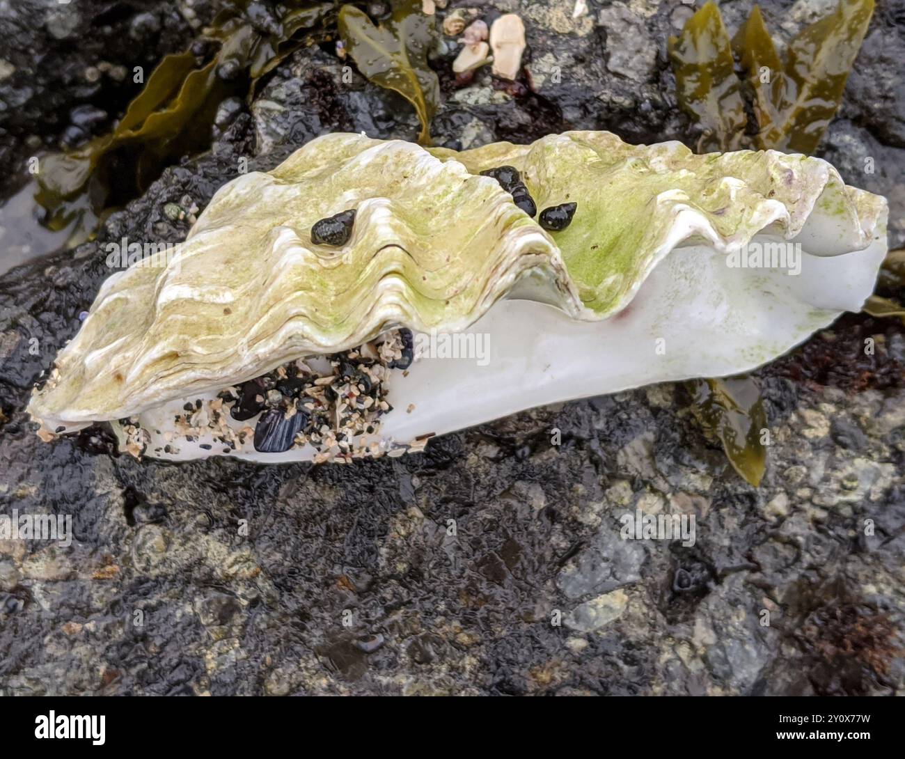 Pacific Oyster (Magallana gigas) Mollusca Stock Photo - Alamy