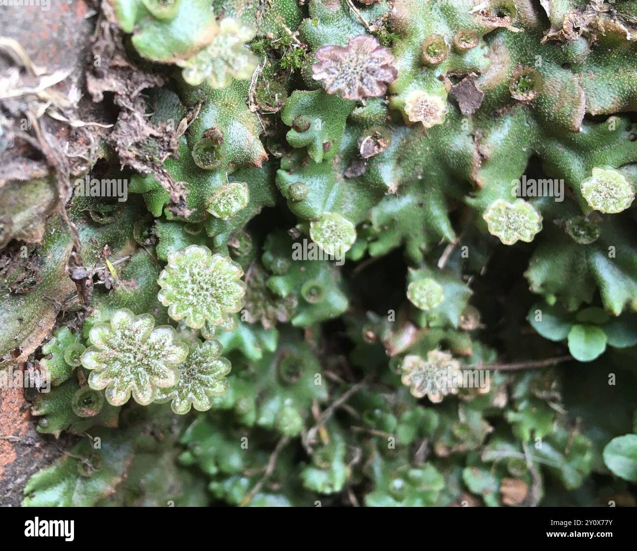 Common Liverwort (Marchantia polymorpha) Plantae Stock Photo - Alamy