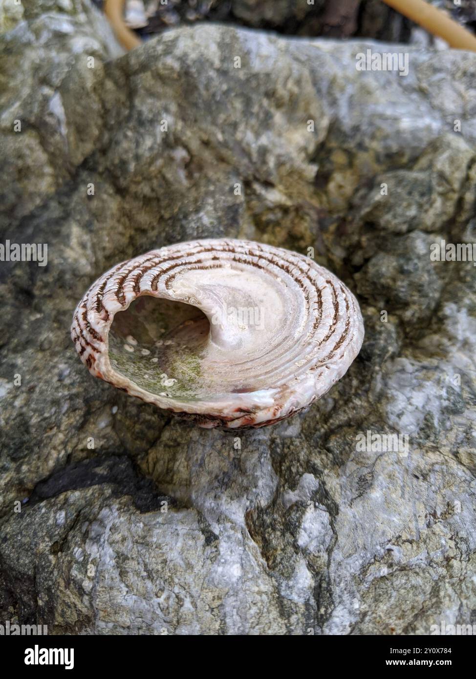 Red Turban Snail (Pomaulax gibberosus) Mollusca Stock Photo - Alamy