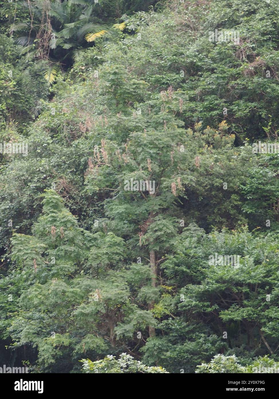 Emerald Tree (Radermachera sinica) Plantae Stock Photo - Alamy