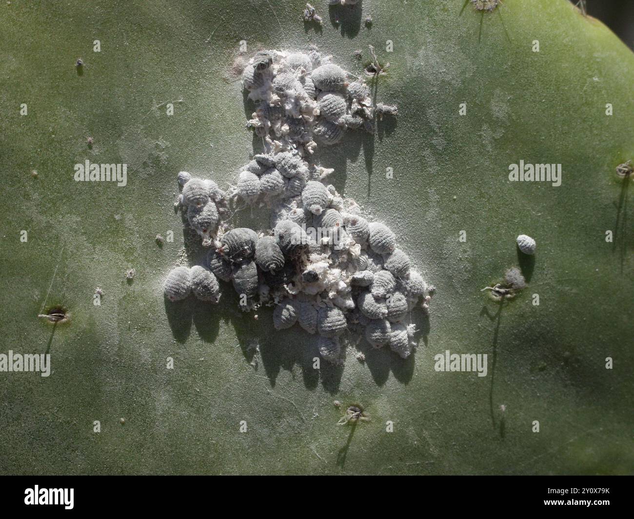 true cochineal bug (Dactylopius coccus) Insecta Stock Photo - Alamy