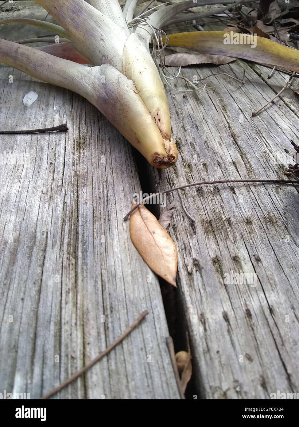 Mexican Bromeliad Weevil (Metamasius callizona) Insecta Stock Photo - Alamy