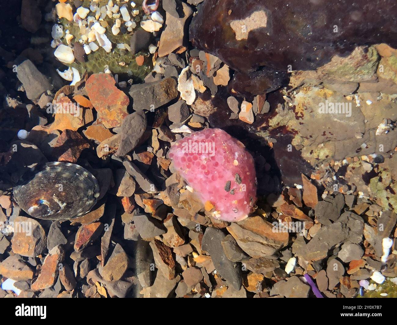 Ray-finned Fishes (Actinopterygii) Actinopterygii Stock Photo - Alamy