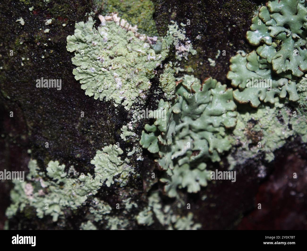 Green Starburst Lichen (Parmeliopsis ambigua) Fungi Stock Photo - Alamy