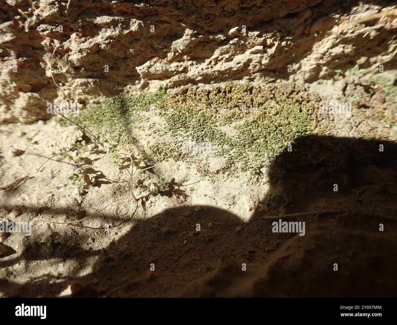 joint-toothed mosses (Bryopsida) Plantae Stock Photo - Alamy